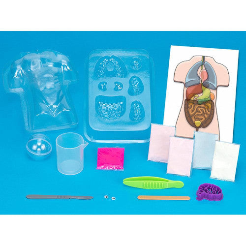 Gross Anatomy: Make Your Own Squishy Human Body | The Space Store