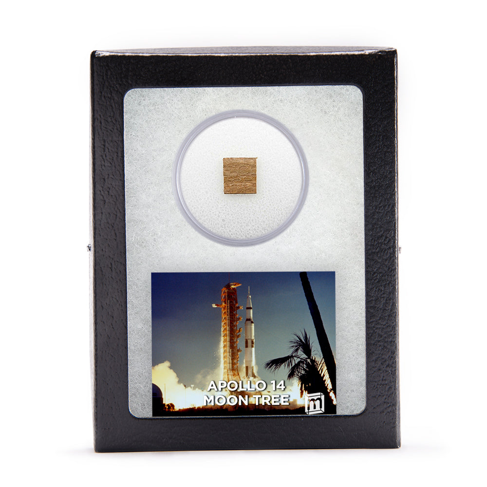 Apollo 14 Moon Tree | The Space Store