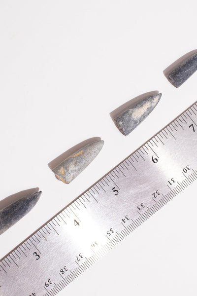 Belemnite Fossil | The Space Store