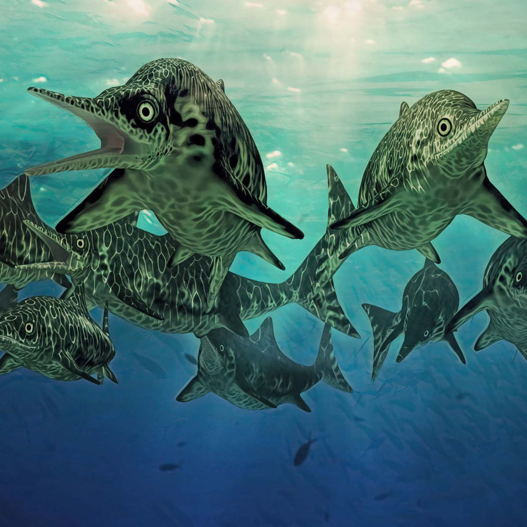 Ichthyosaur Vertebra Fossil | The Space Store